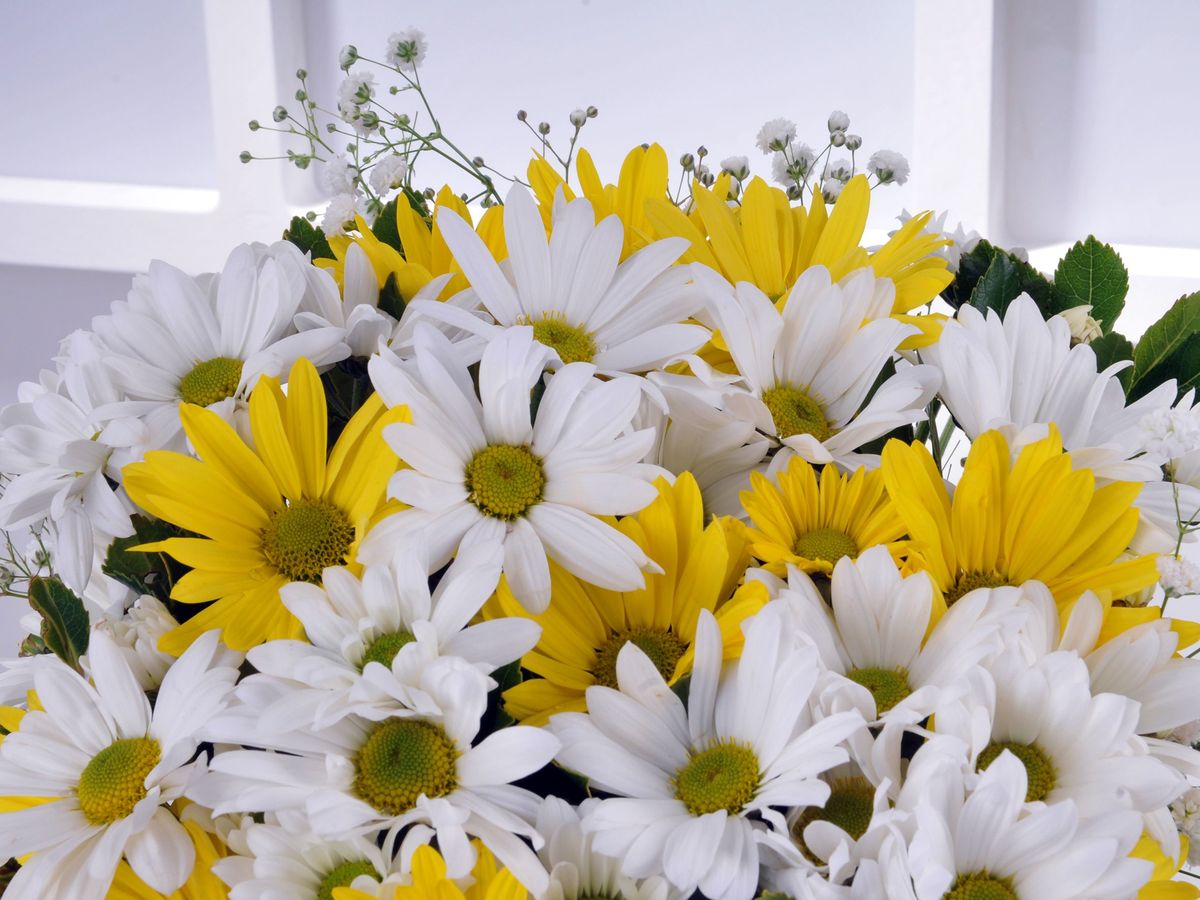 İstek Listesi | Kırıkkale Çiçekçi, Orkide Çiçekçilik